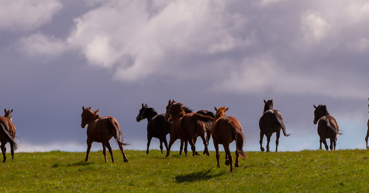 Placentitis: Think about it - Optim Equine