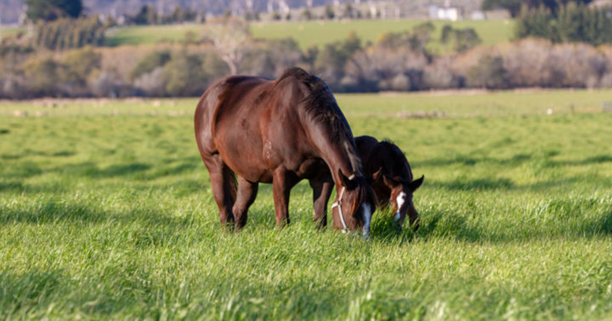An Holistic Approach to Mare Behaviour - Optim Equine