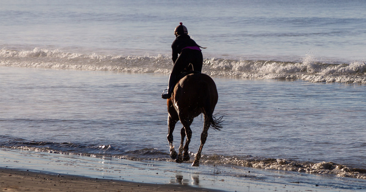 Corticosteroids. STOP and THINK! - Optim Equine