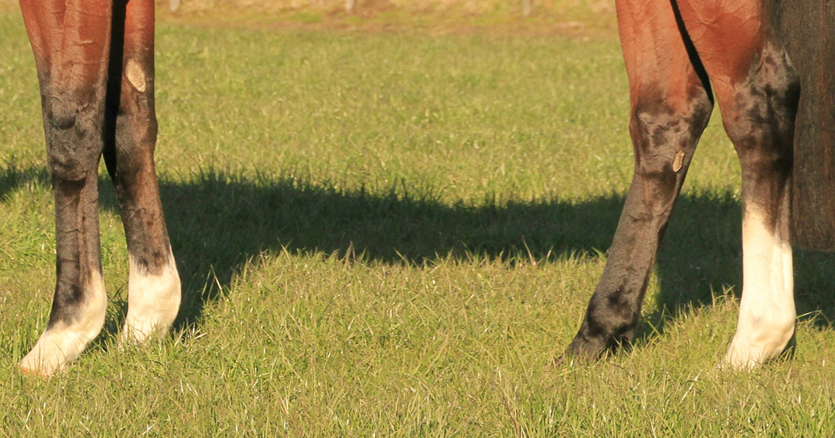 Osteochondrosis and Osteochondritis Dissecans: Reducing the Risk ...