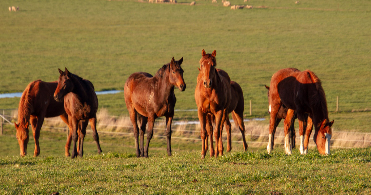 Selenium: Deficiency (& Toxicity) in the Equine - Optim Equine