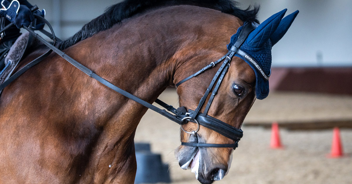 Stress in Horses: Why it isn’t always obvious - Optim Equine