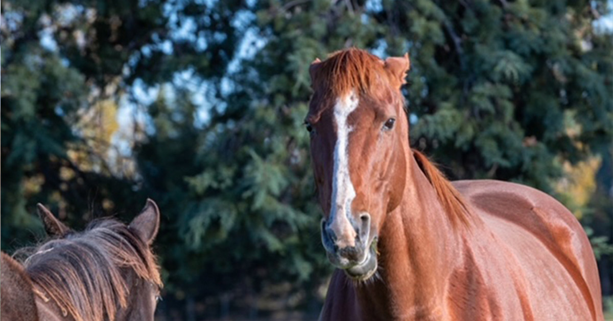 Hormonal Mares & Vitex (AKA Chasteberry/Chaste tree). - Optim Equine