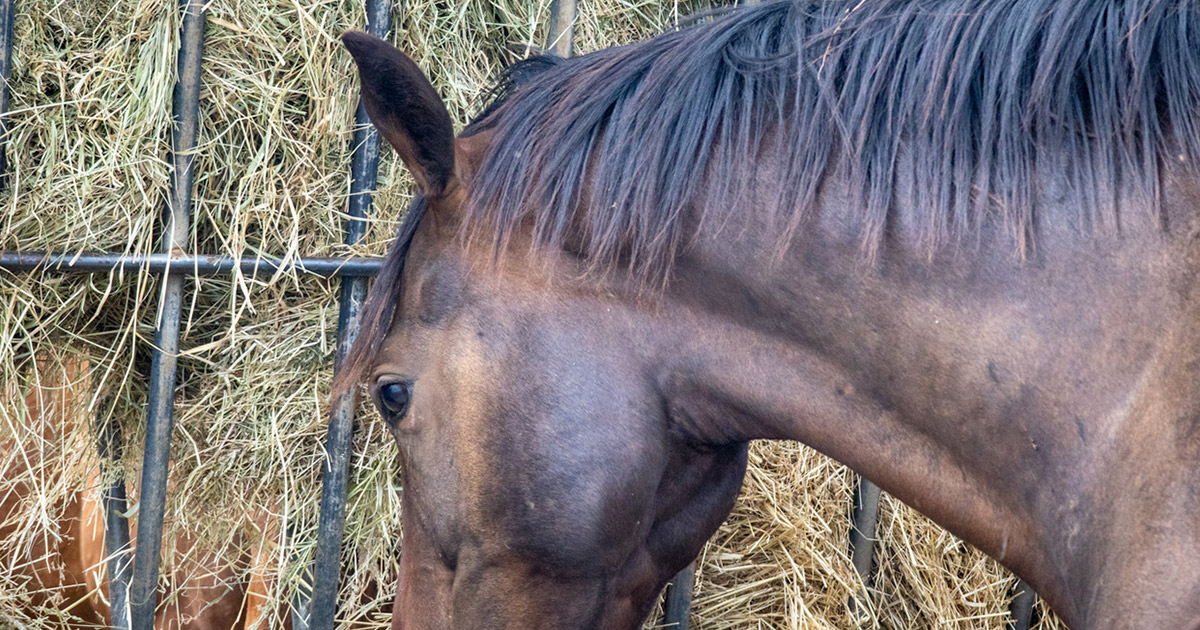 Feeding Horses and Ponies in Cold Weather - Optim Equine