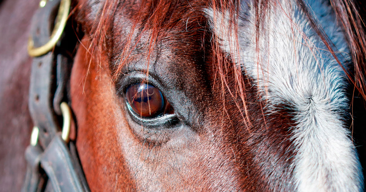 STRESS: What is stress exactly when it relates to horses? And what do ...