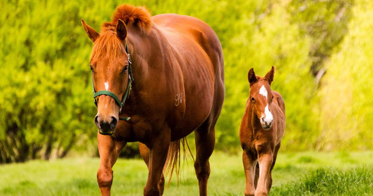 Non-steroidal anti-inflammatories (NSAIDs) and ovulation in the ...