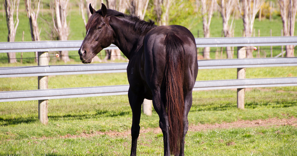 How does your stallion’s body condition influence his fertility rate ...