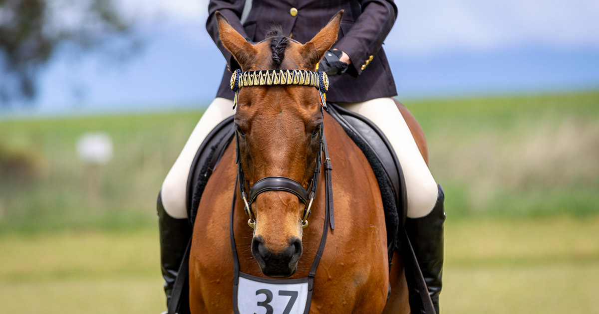 Grain Free Feeds….What does this mean, and do our horses really need ...