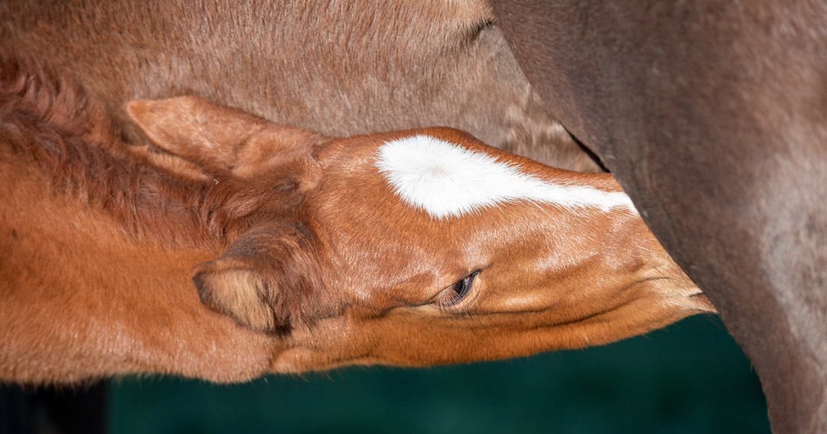 Foal feeding habits and growth - Optim Equine