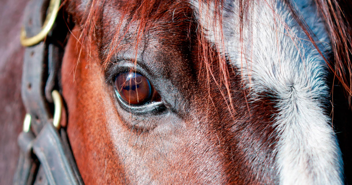 Stress and stallion fertility - Optim Equine