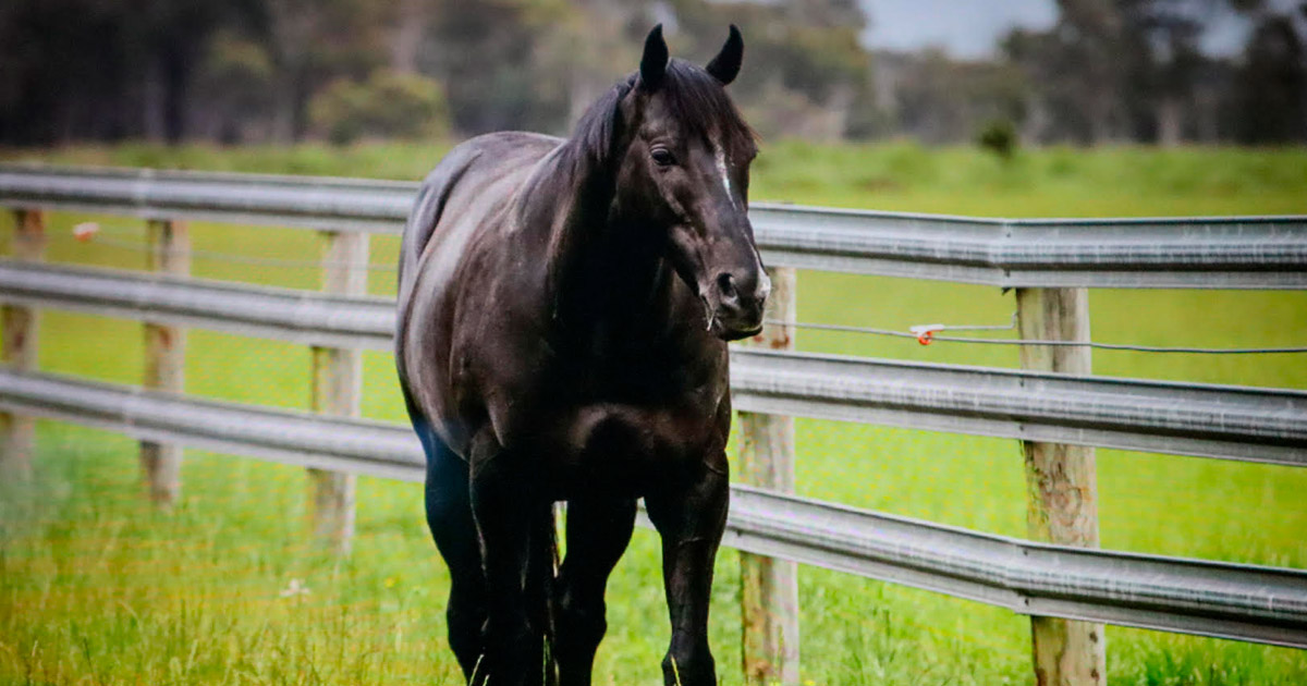 Spotlight on Stallion Fertility - Optim Equine