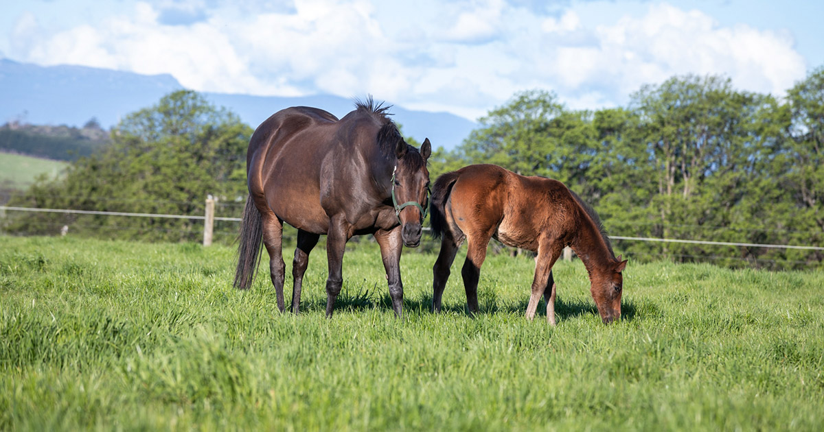 Mare behavioural issues and pregnancy loss: is altrenogest really the ...